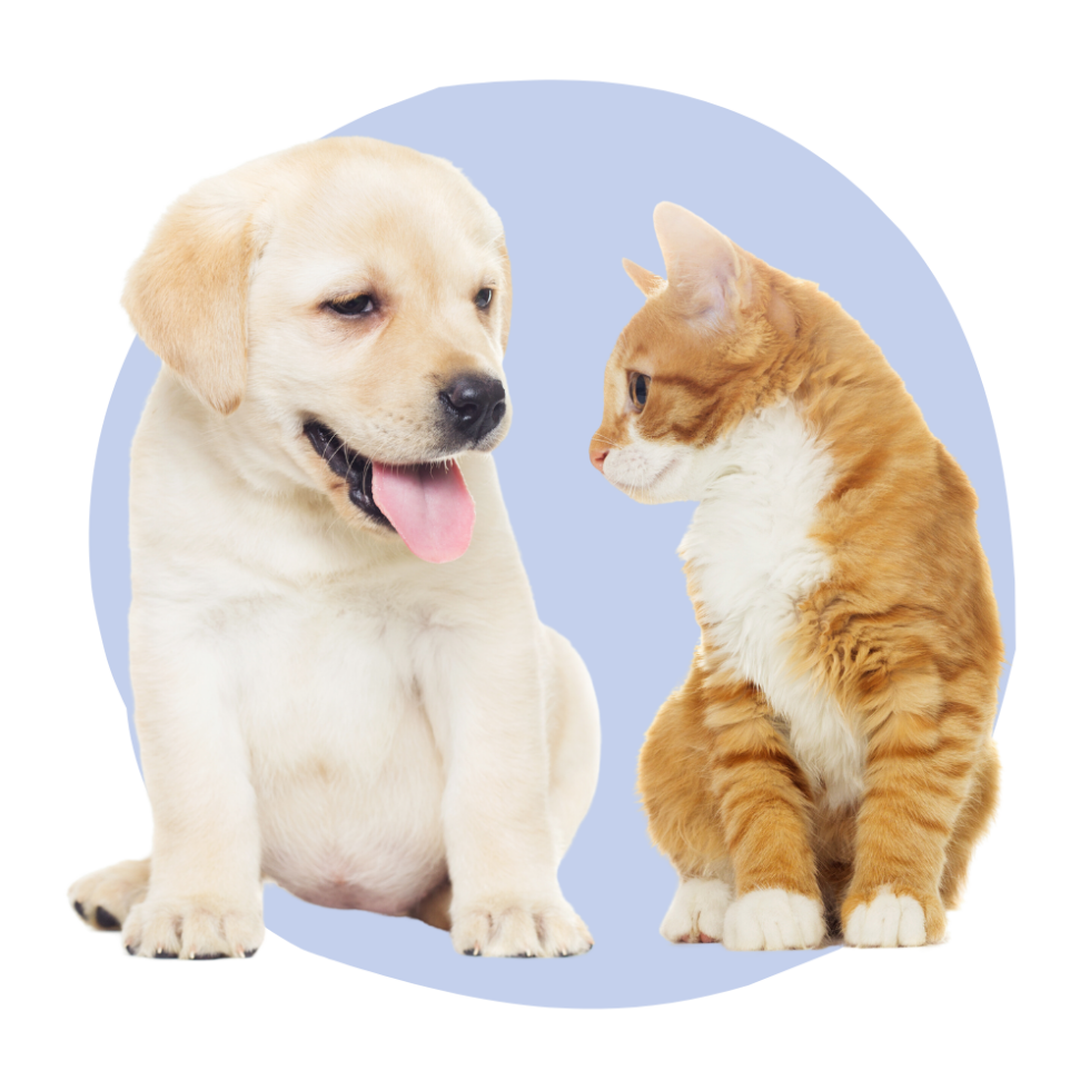 Exceptional Pet Care | Paxton Animal Hospital