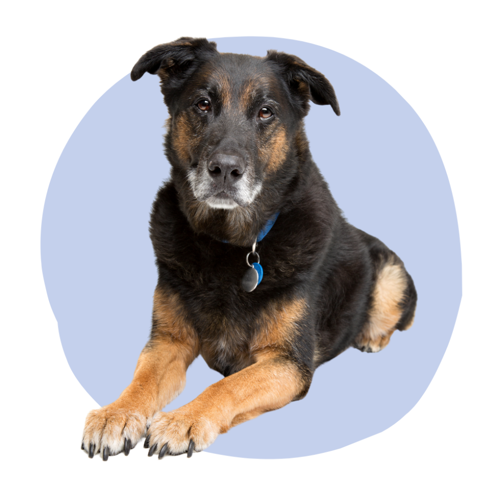Exceptional Pet Care | Paxton Animal Hospital